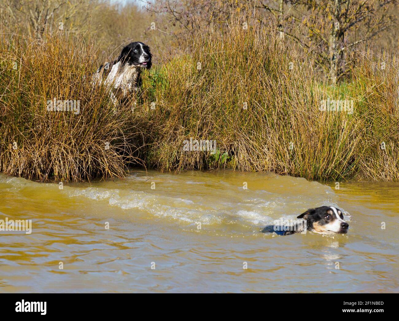 Two dogs playing in a lake, UK Stock Photo - Alamy