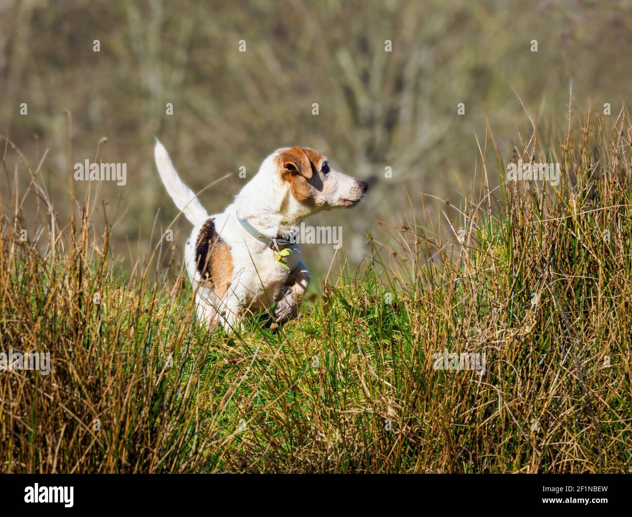 Jack Russell outside, UK Stock Photo - Alamy