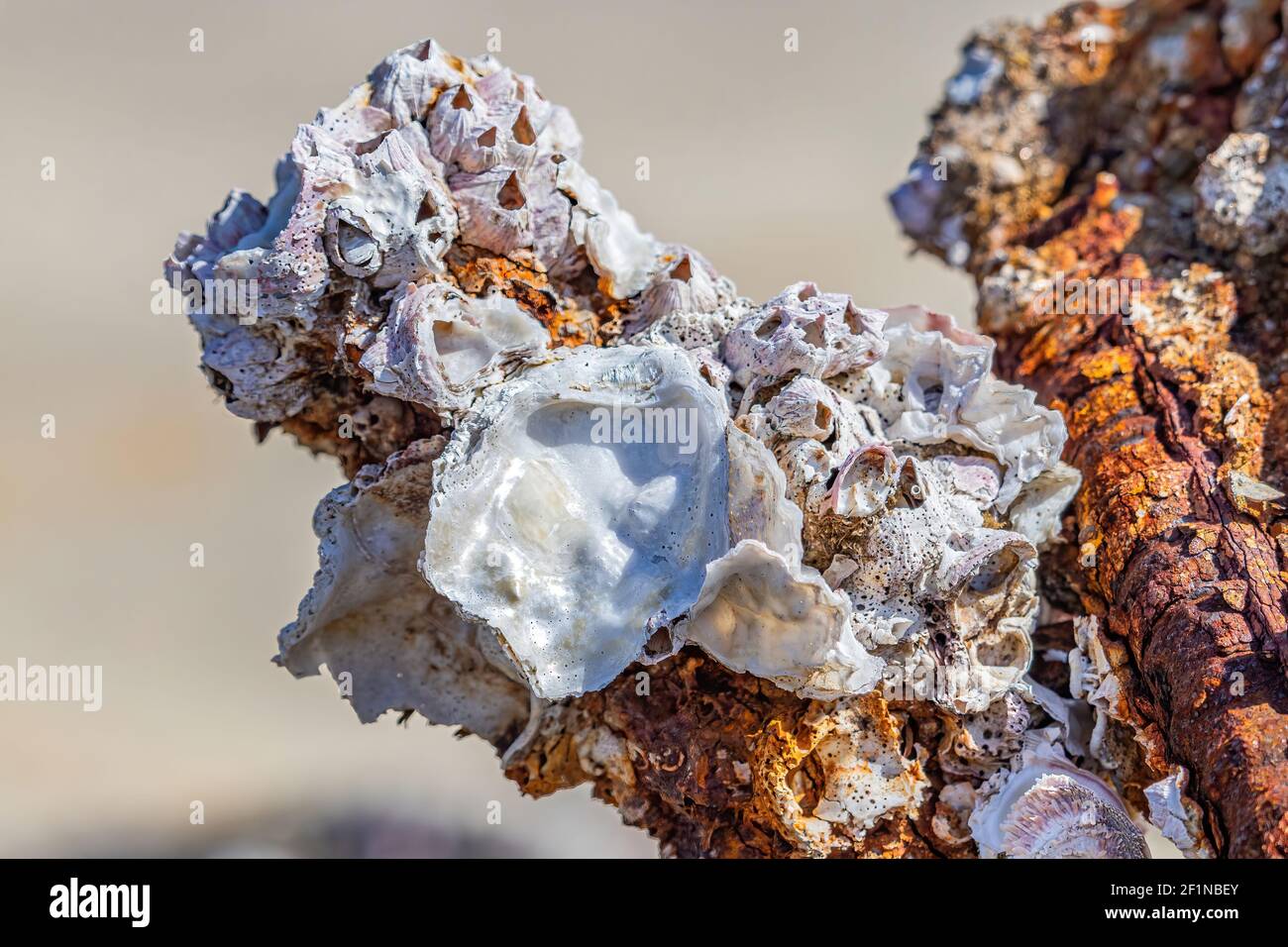 Barnacles on top of an old and rusty anchor, ditched far away from the ...