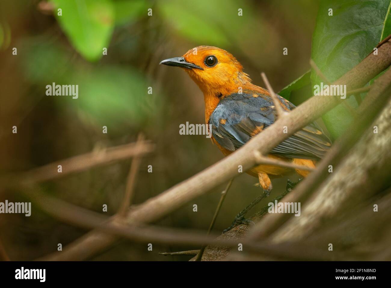 Gabon ethiopia hi-res stock photography and images - Alamy