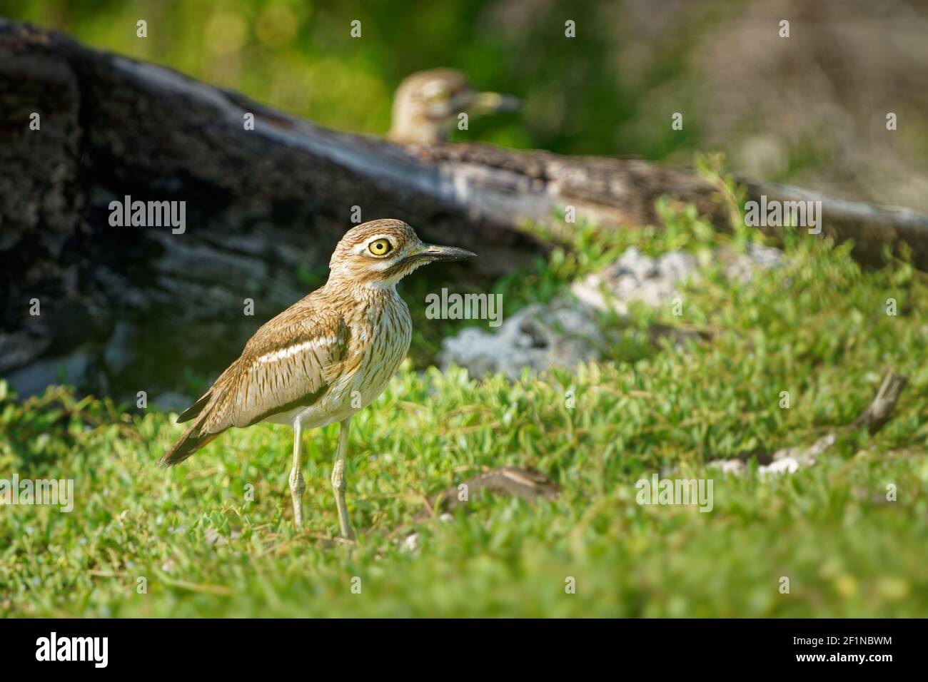 Birds of zanzibar hi-res stock photography and images - Alamy
