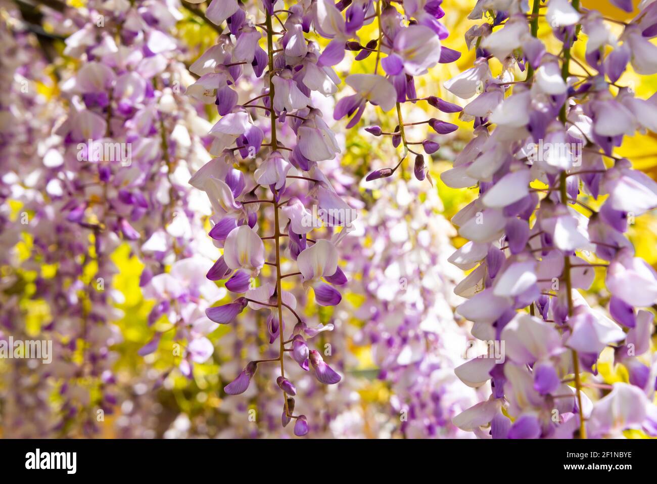 Glicinia hi-res stock photography and images - Alamy