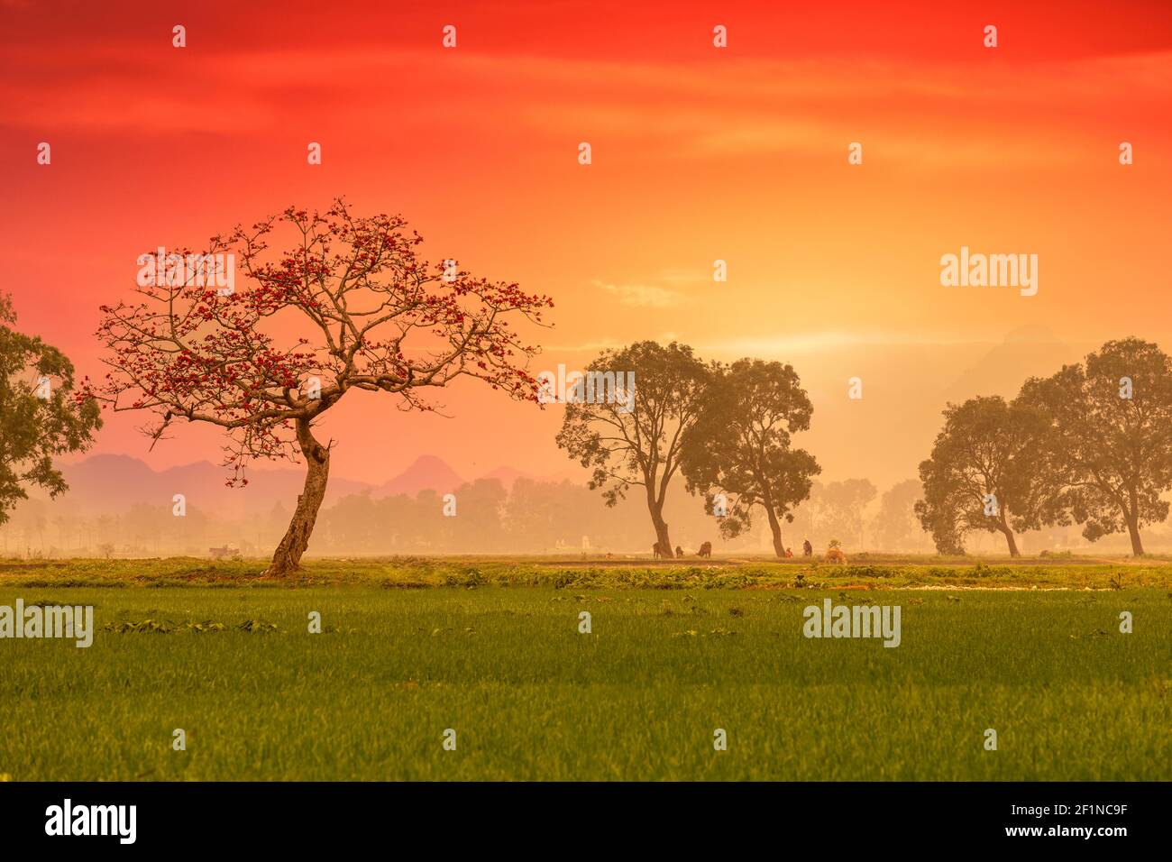 Big tree in color sky Stock Photo - Alamy