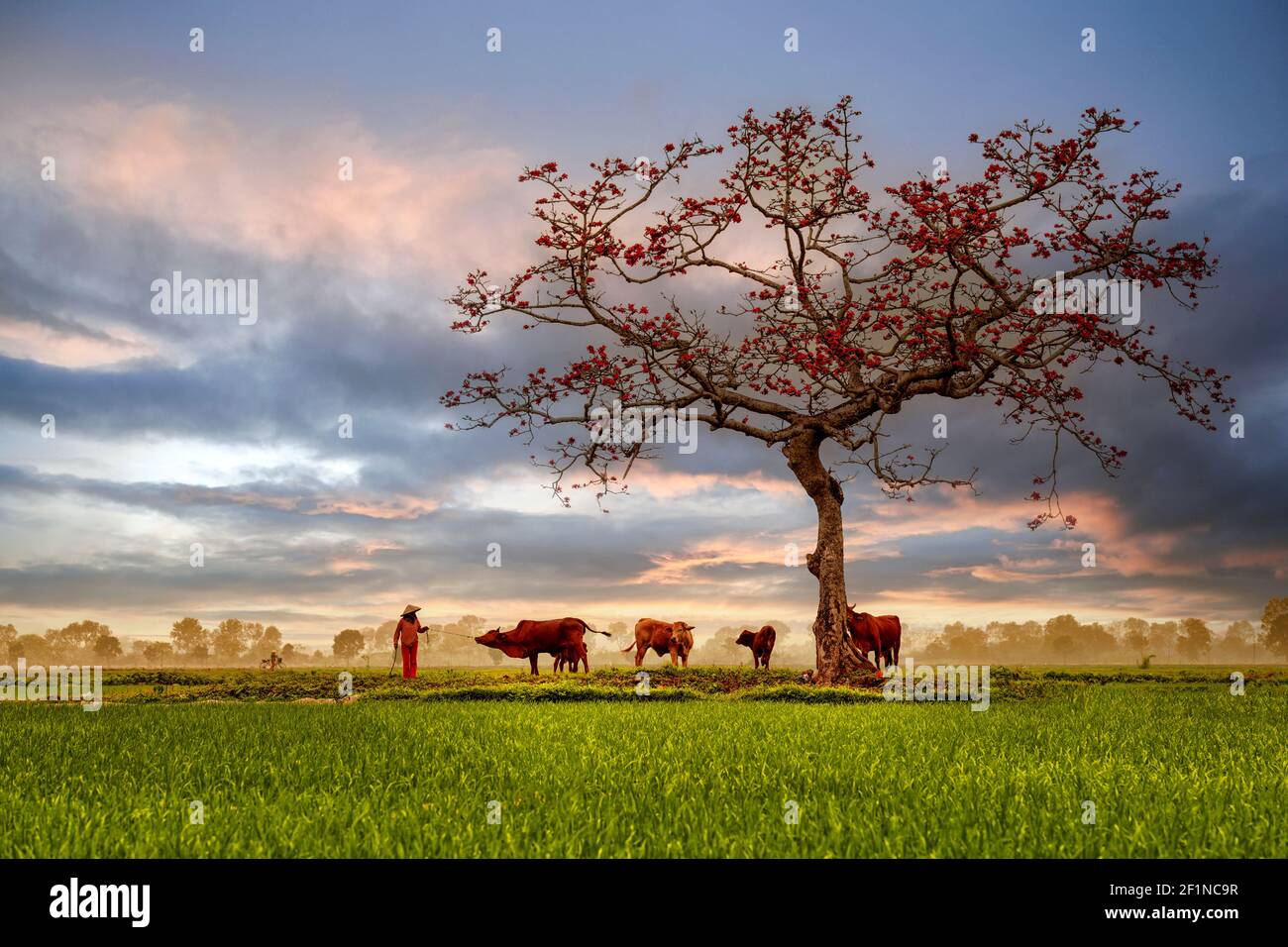 Big tree in color sky Stock Photo - Alamy