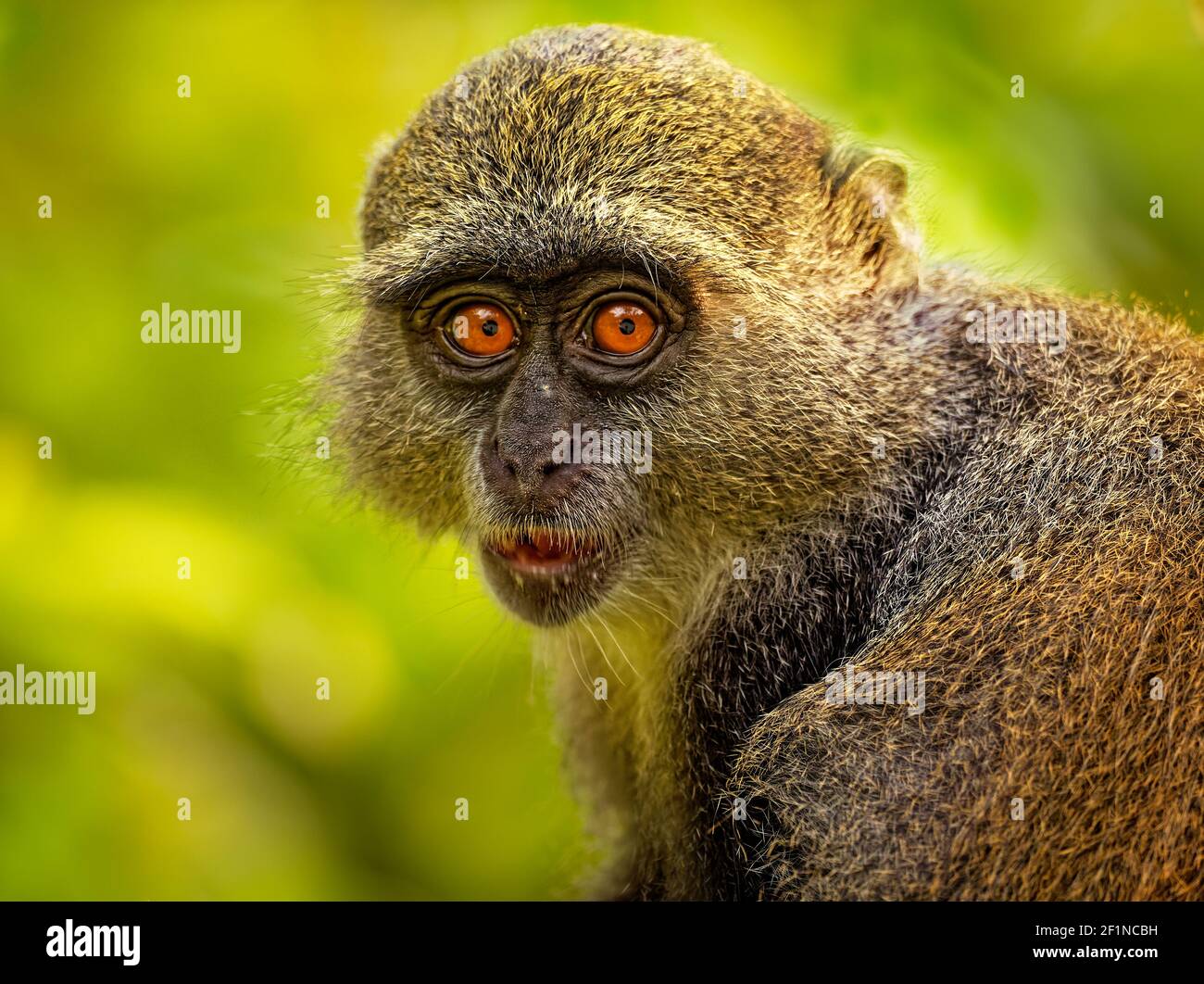 Blue Face Monkey High Resolution Stock Photography and Images - Alamy