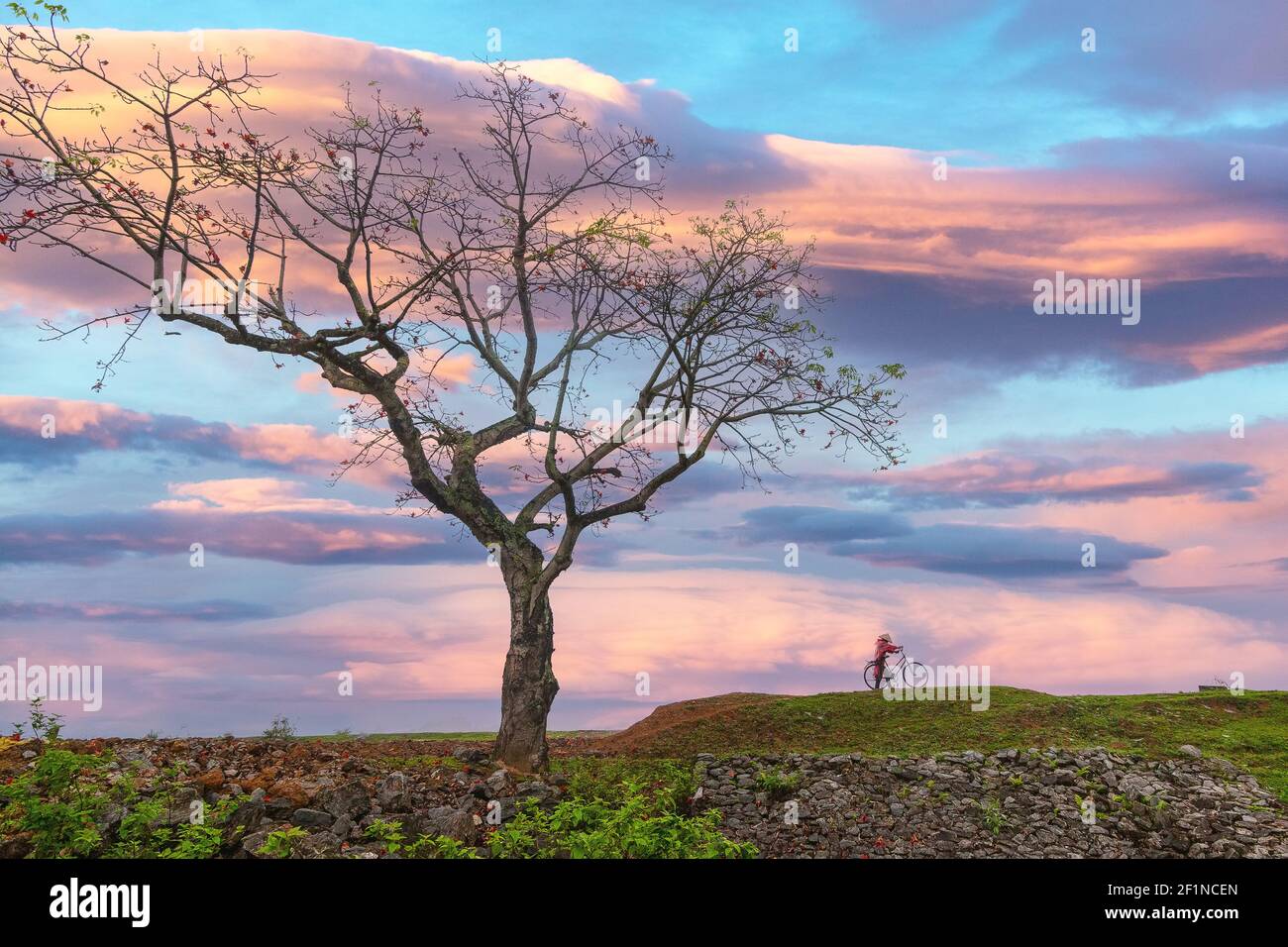 Big tree in color sky Stock Photo - Alamy