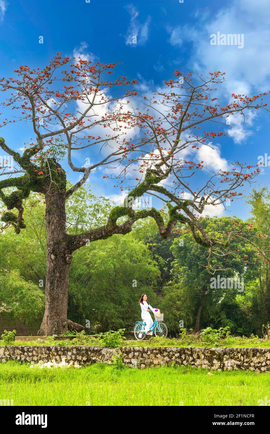 Big tree in color sky Stock Photo - Alamy