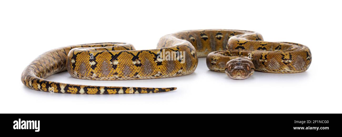 Beautiful Reticulated python aka Malayopython reticulatus snake in ...