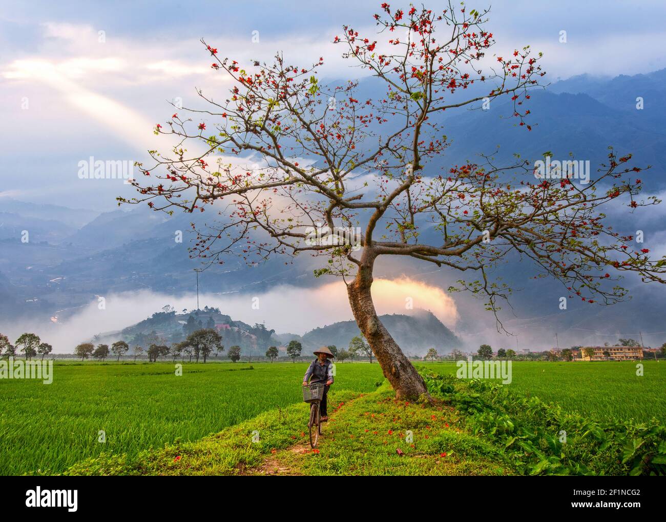 Big tree in color sky Stock Photo - Alamy