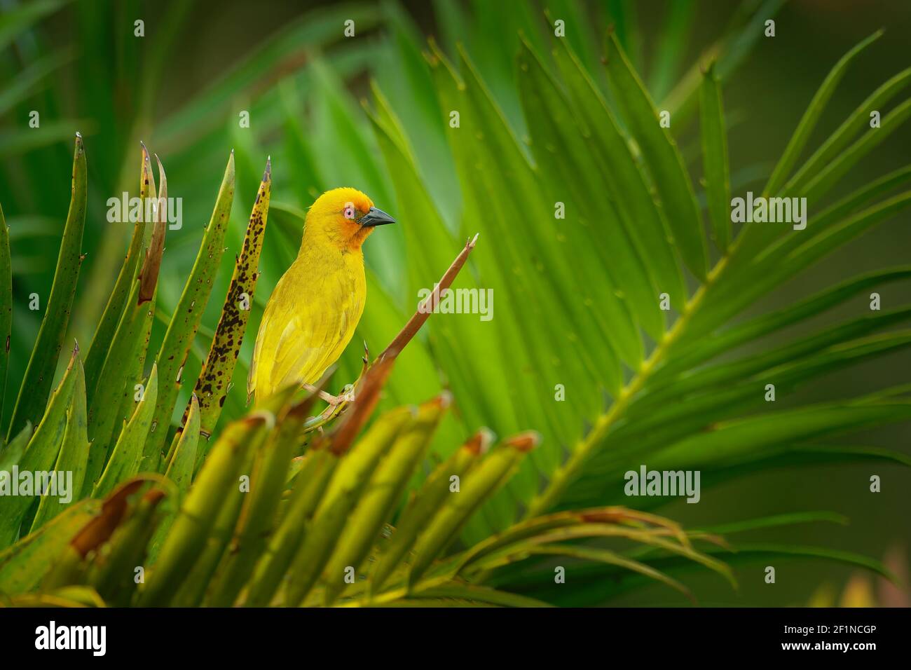 Palm tree weaver bird hi-res stock photography and images - Alamy