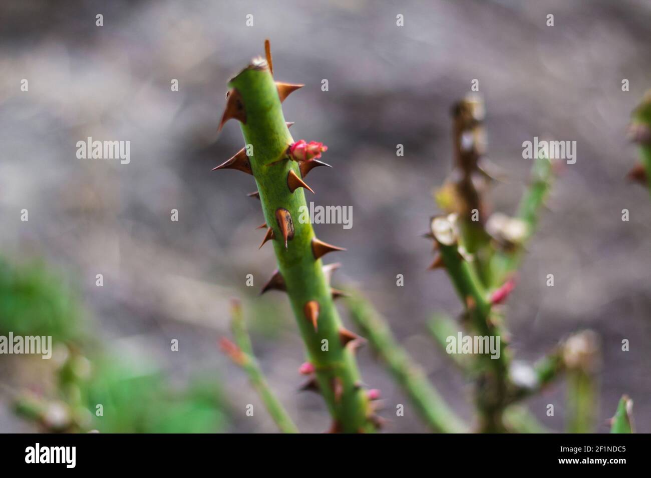 Bush of rose. Part of thorn bush. Stem of rose bush with thorns and ...