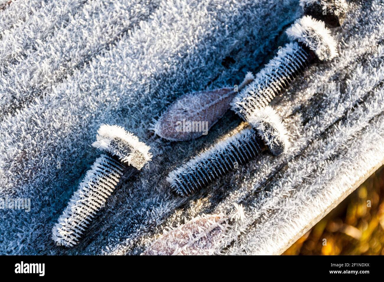 Frosty wood hi-res stock photography and images - Alamy