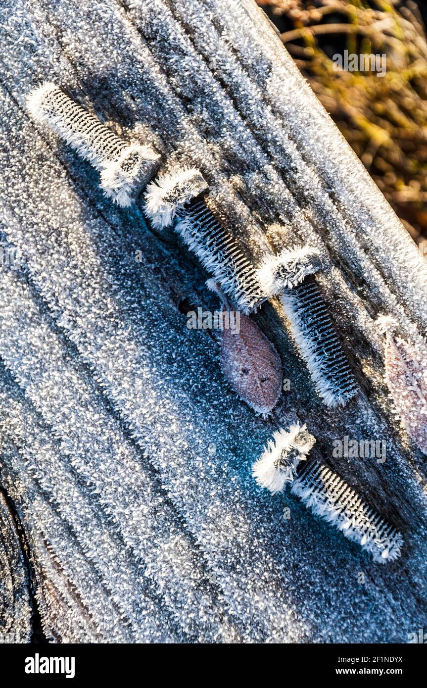 Frozen bolts on frosty wood in winter Stock Photo - Alamy
