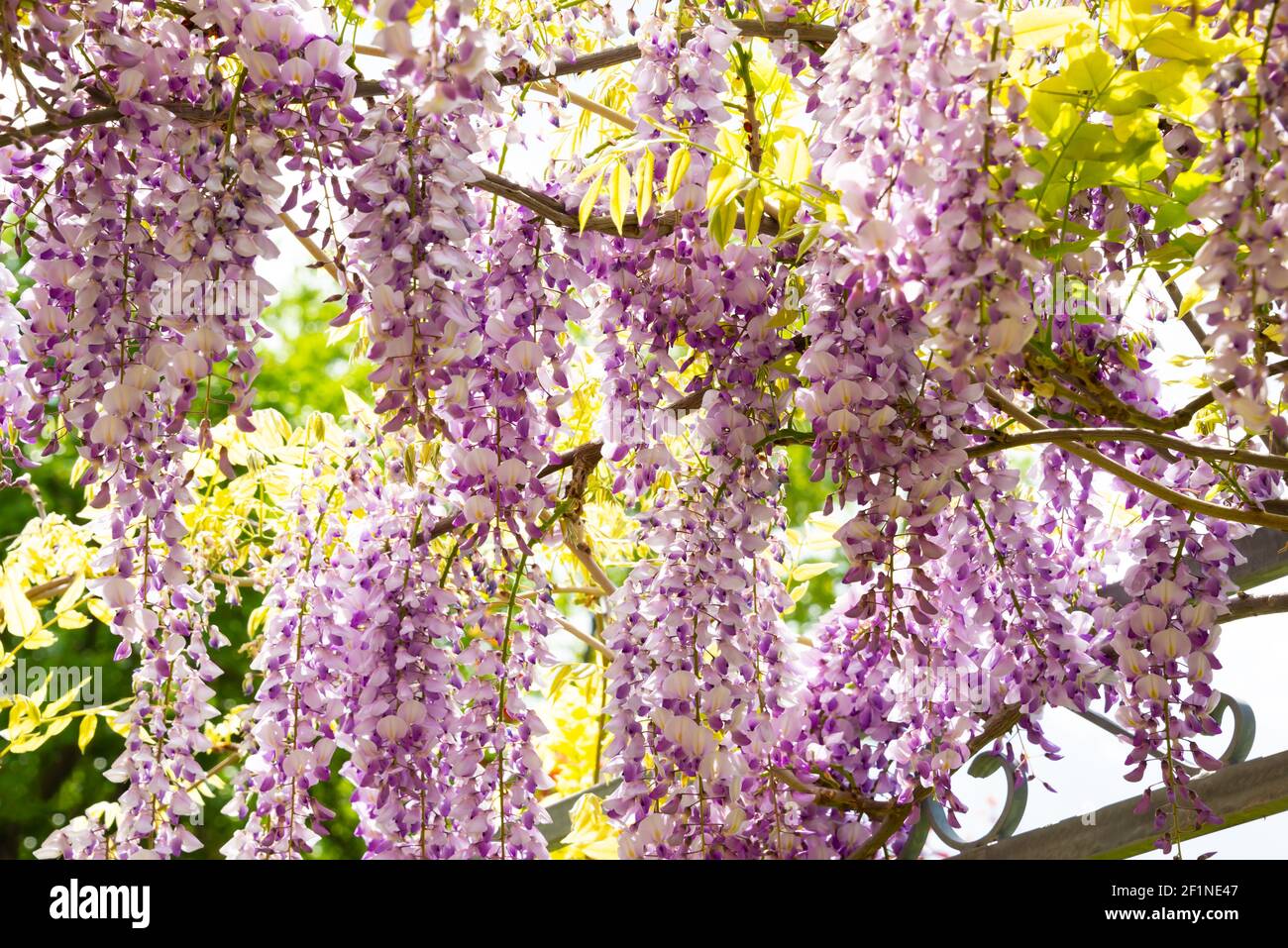 Wisteria glicinia flowers springtime hi-res stock photography and ...