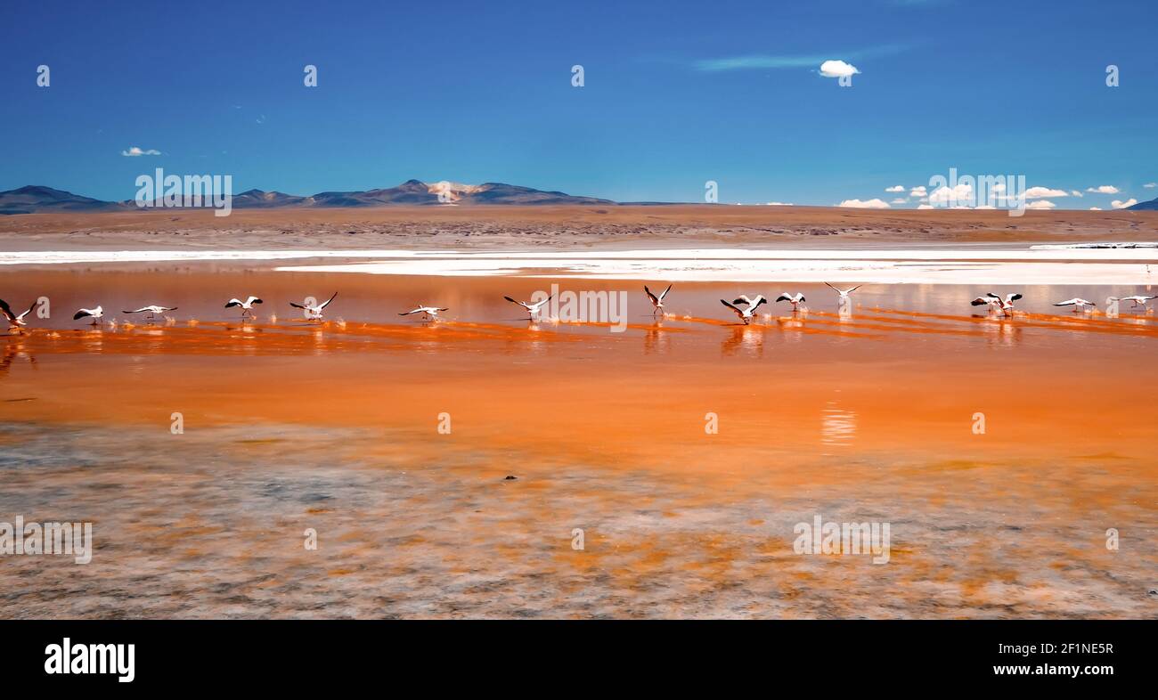 Pink flamingos at exciting lagoon scenery Stock Photo - Alamy