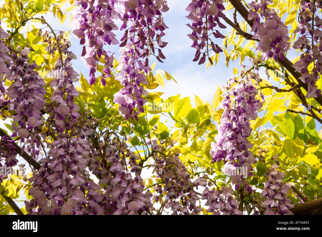 Glicinia hi-res stock photography and images - Alamy