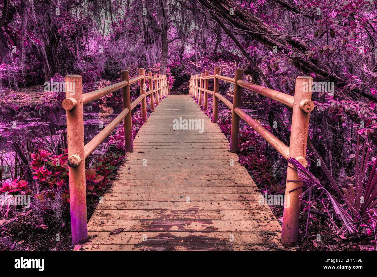 Bridge in a mystical, fairytale like forest with spanish moss Stock ...