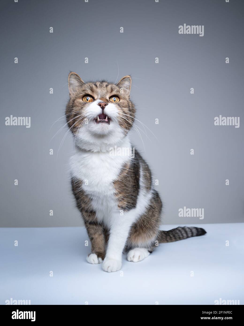 Shocked expression and cat hi-res stock photography and images - Alamy