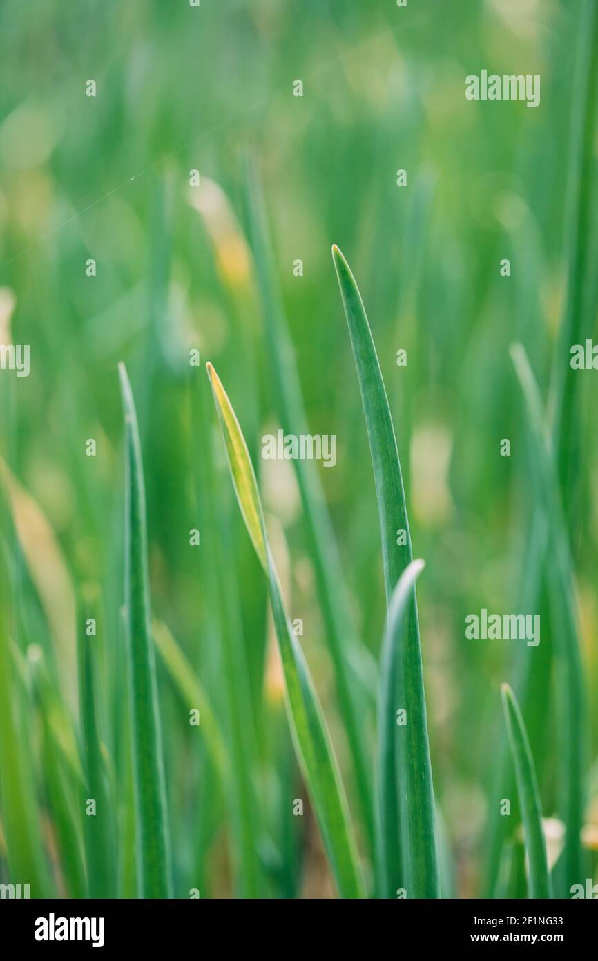 Sprig spring onion vegetable hi-res stock photography and images - Alamy