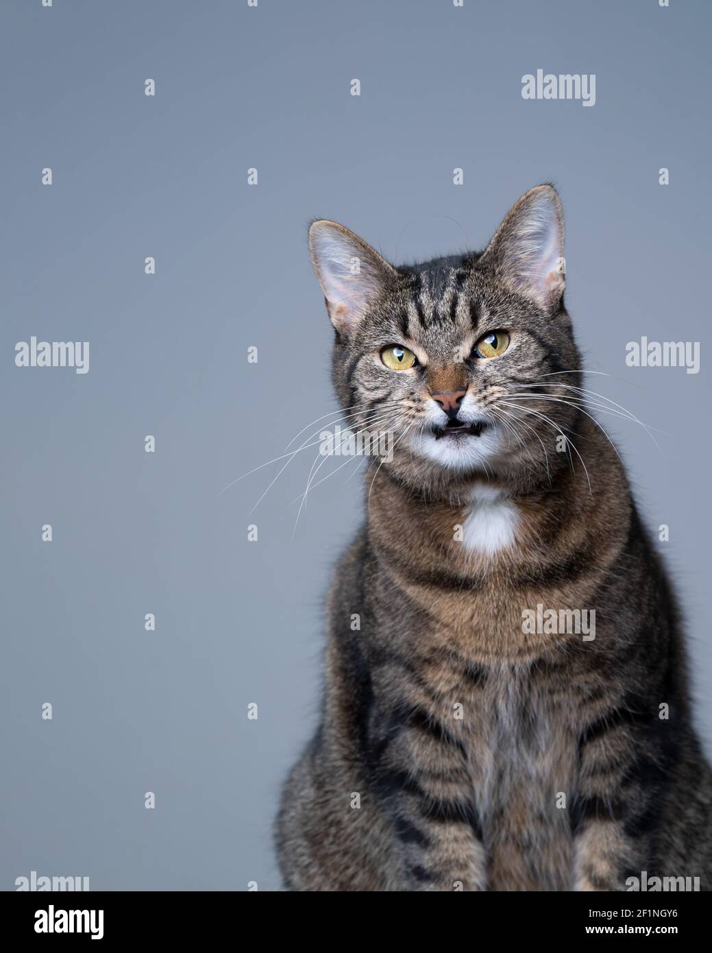 studio portrait of a tabby shorthair cat making funny face on gray ...
