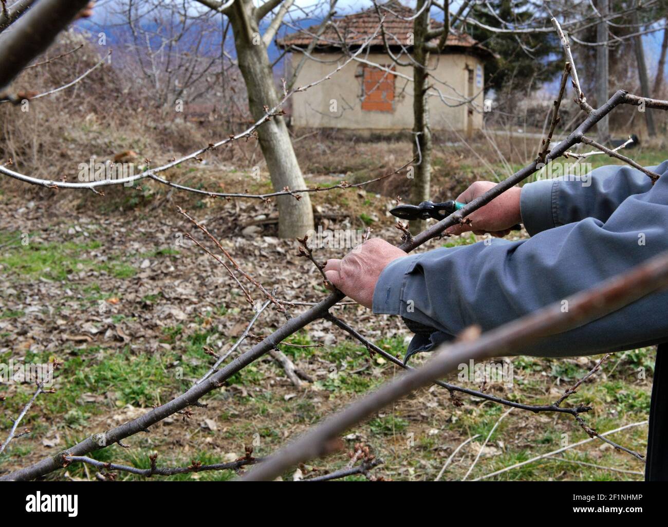 Snipping tree hi-res stock photography and images - Alamy