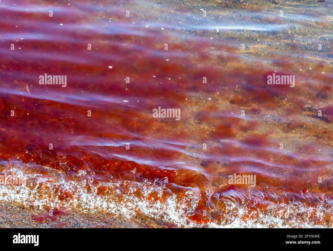 Blood red algae in the sea water give it an eerie color Stock Photo - Alamy