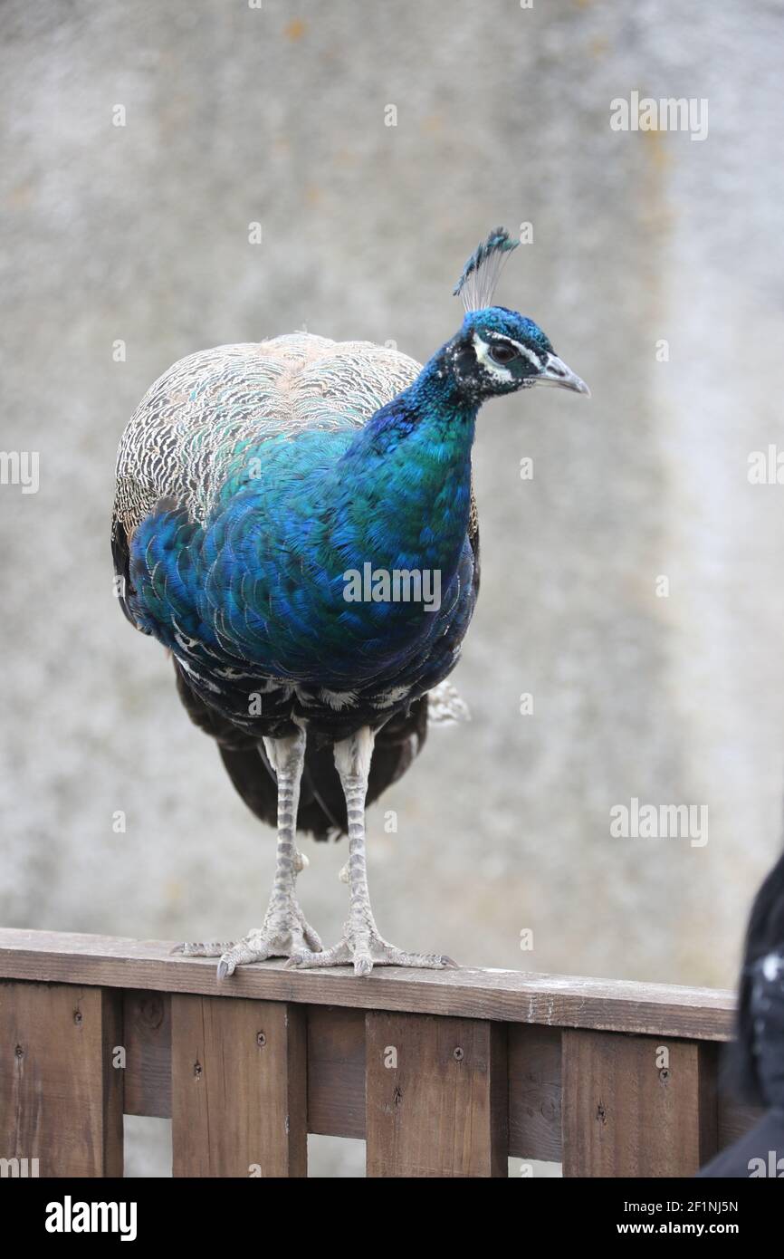 Peahen Portrait, The Indian peafowl, also known as the common peafowl ...