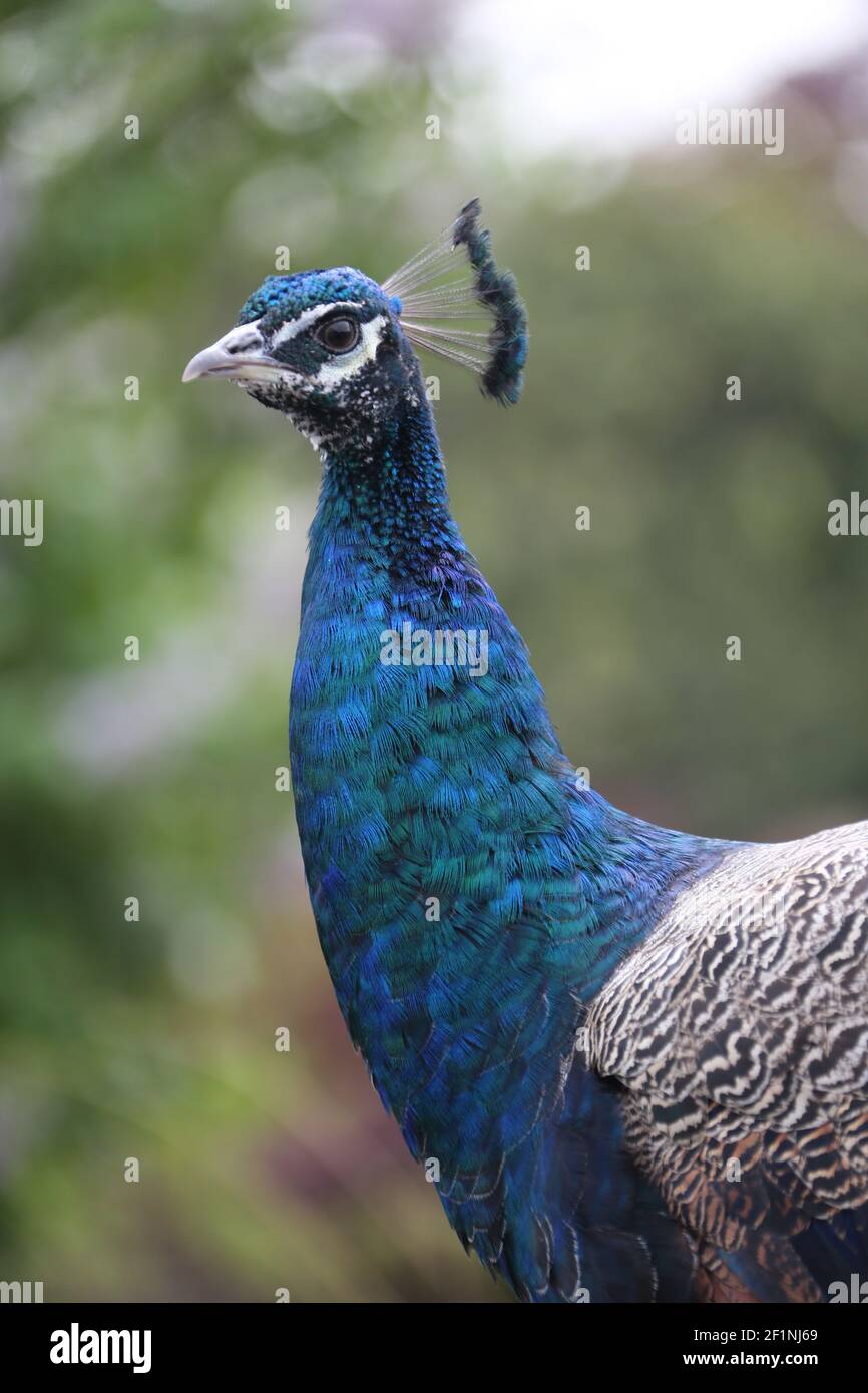 Peahen Portrait, The Indian peafowl, also known as the common peafowl ...