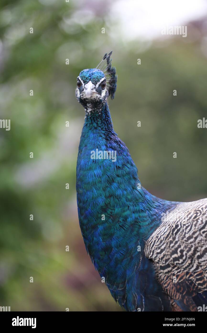 Peahen Portrait, The Indian peafowl, also known as the common peafowl ...