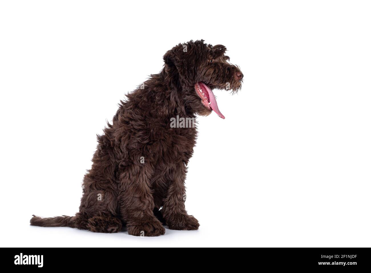Labradoodle portrait Cut Out Stock Images & Pictures - Alamy