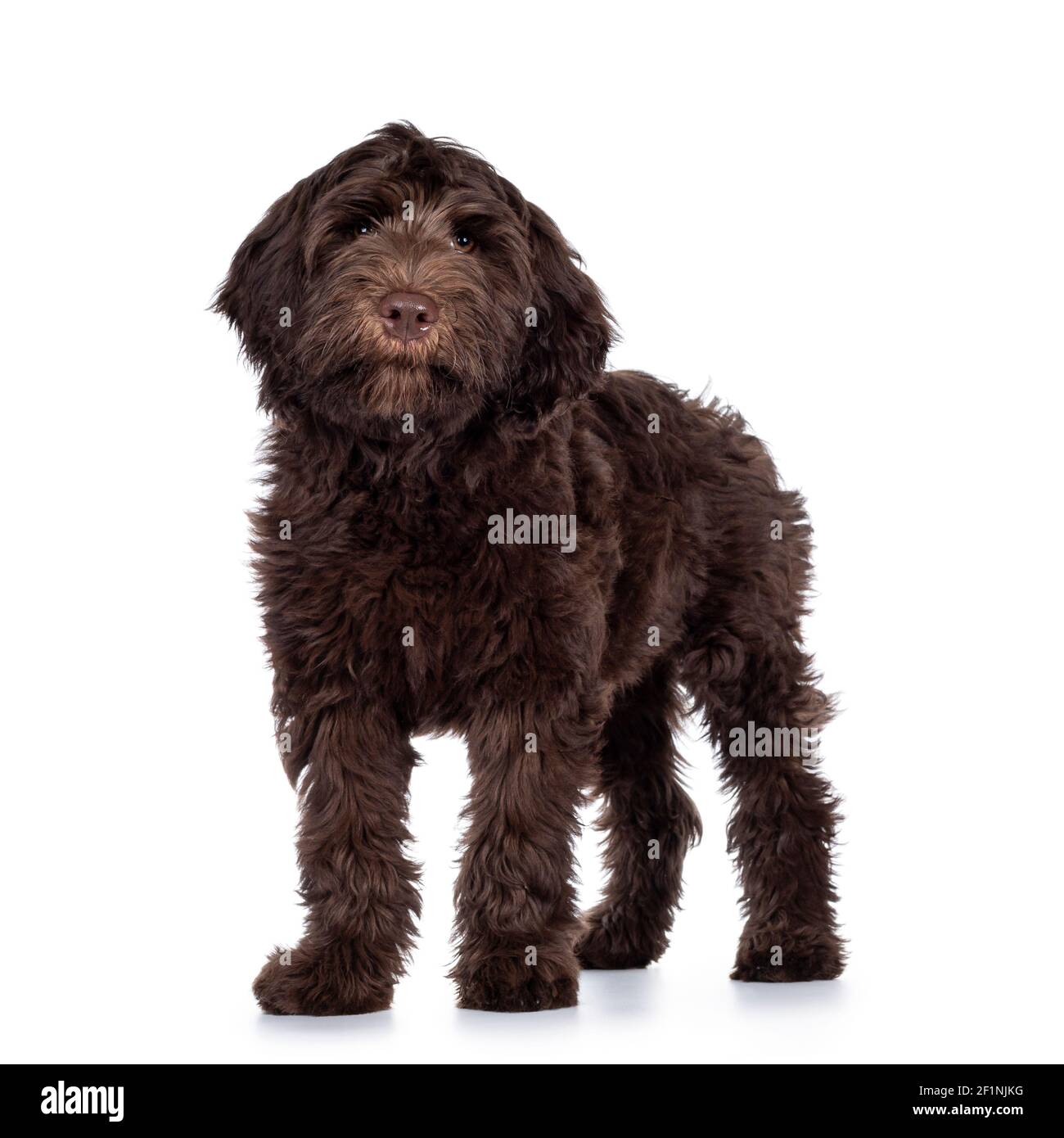 Adorable dark brown Cobberdog aka Labradoodle pup, standing side ways ...