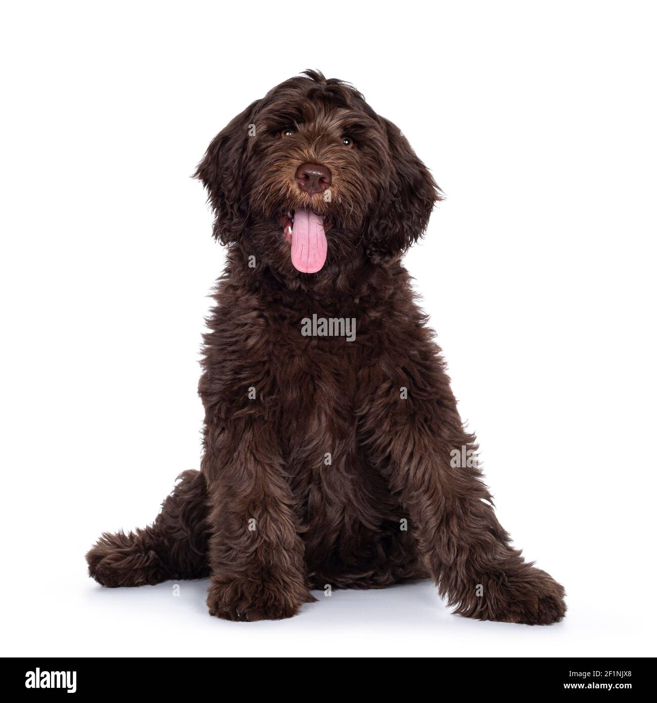 Adorable dark brown Cobberdog aka Labradoodle pup, sitting up facing ...