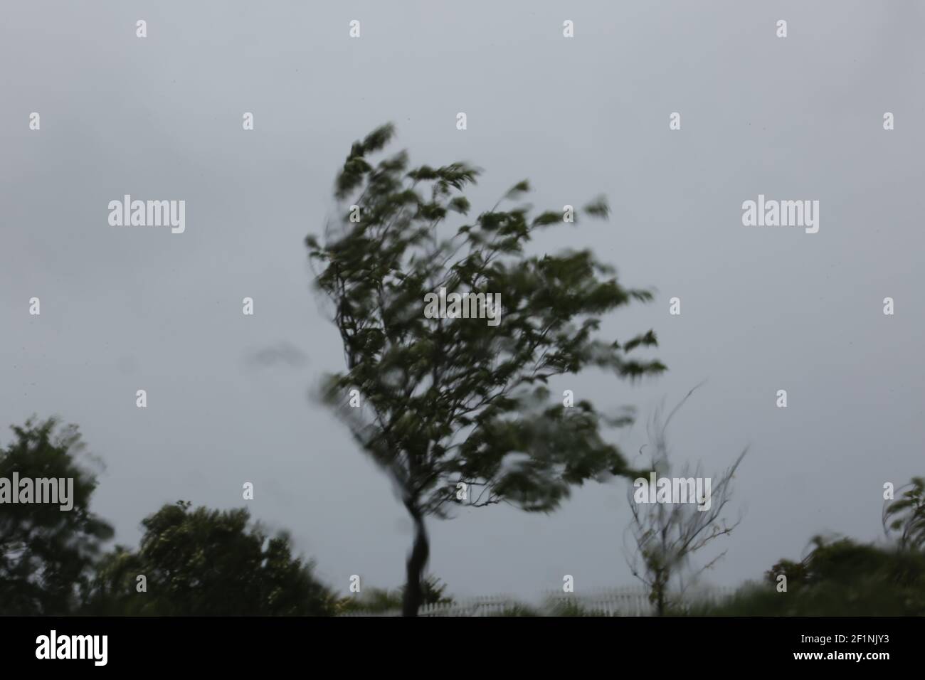Girvan, Ayrshire, Scotland, UK. Tree blowing in storm taken through a ...