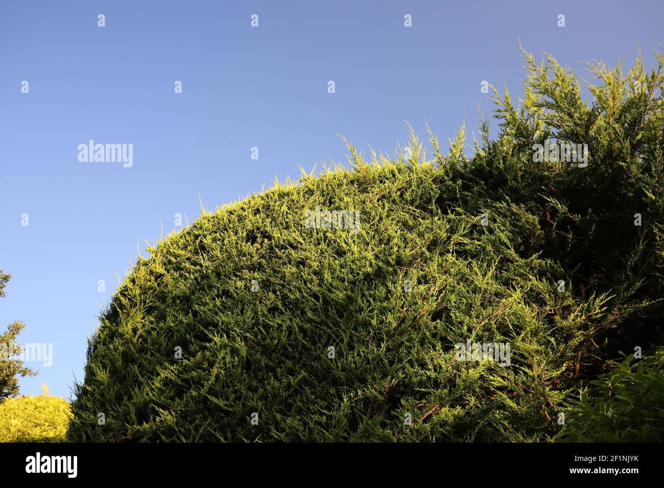Shapes of cropped hedge Stock Photo - Alamy