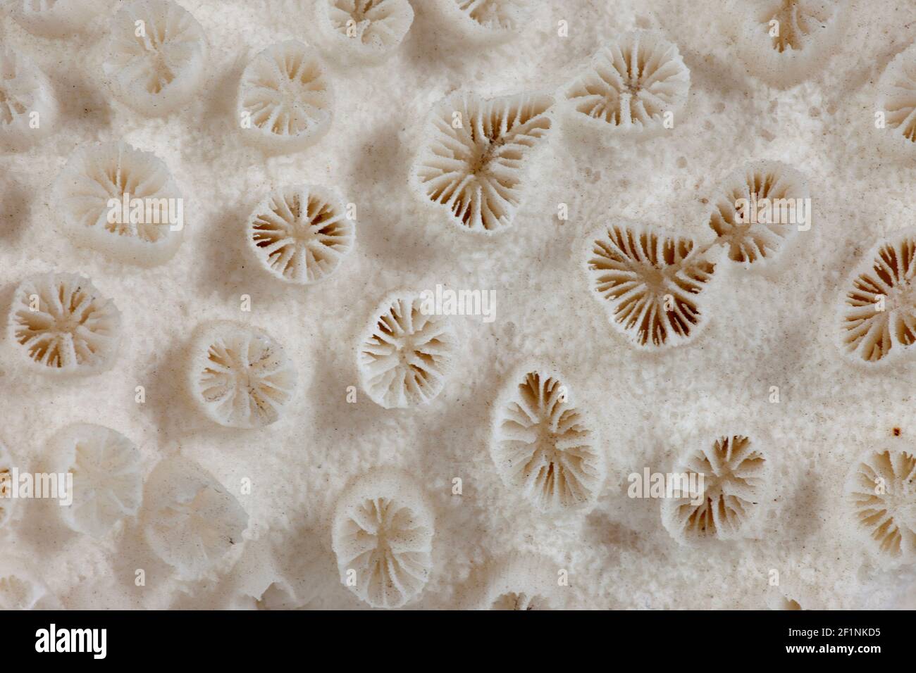 White coral skeleton closeup. Abstract natural texture Stock Photo - Alamy