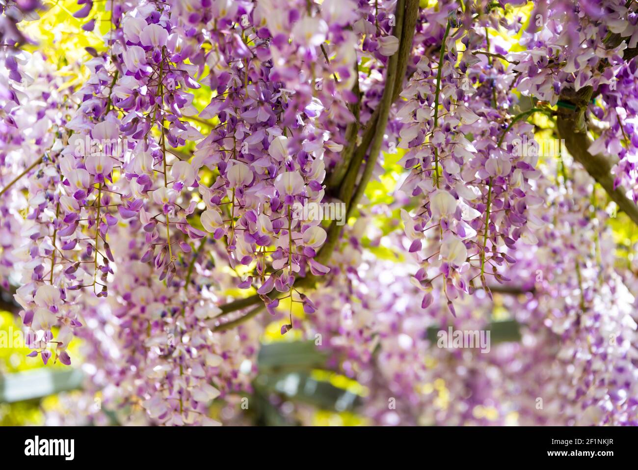 Glicinia flowers hi-res stock photography and images - Alamy