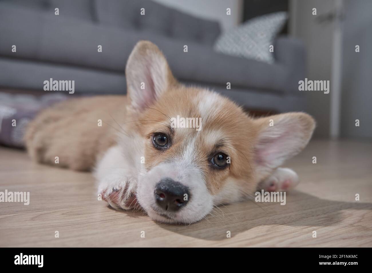 How Long Do Corgi Puppies Sleep