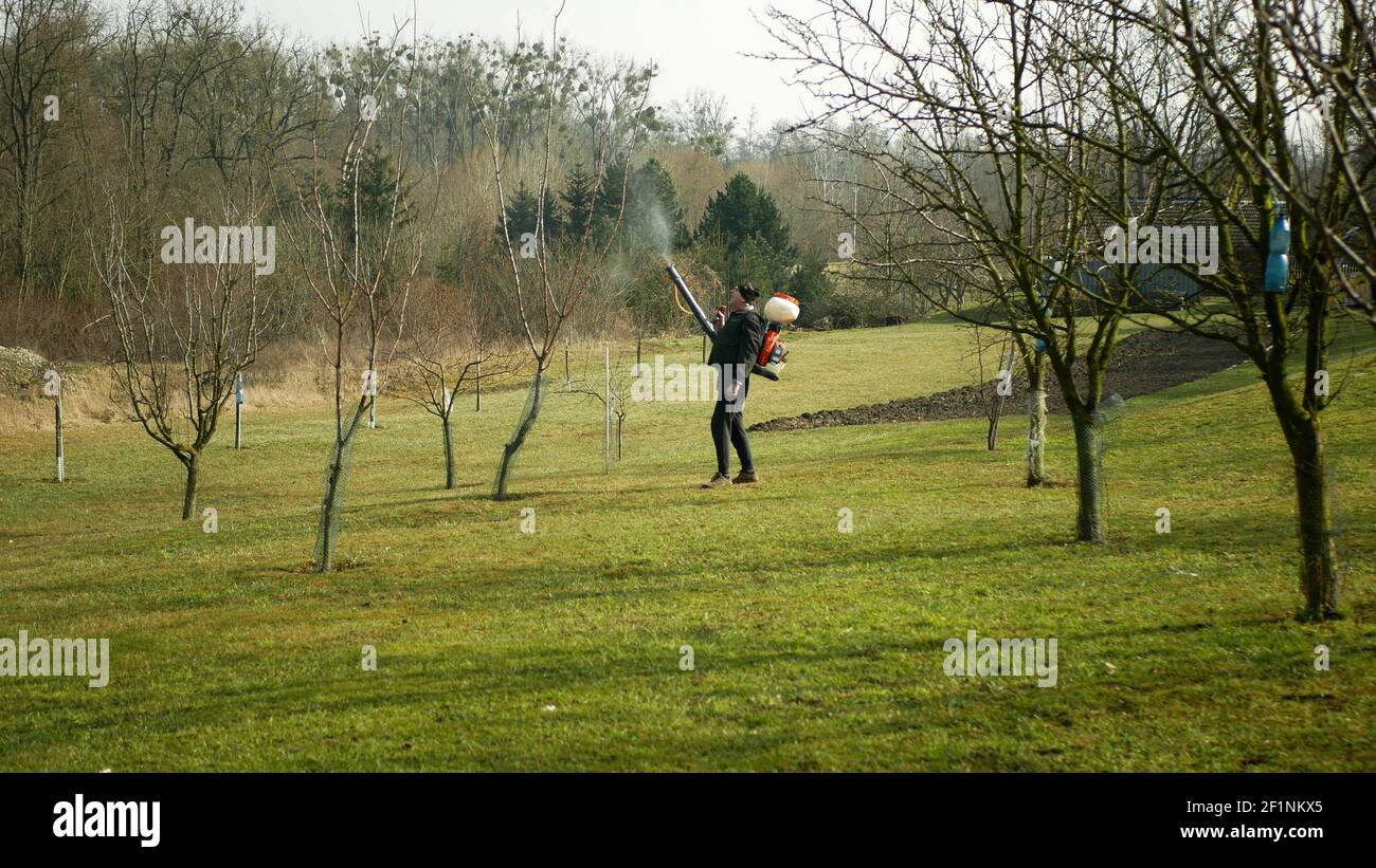 Chemical pesticide and insecticide modern spray of plum tree Prunus on ...