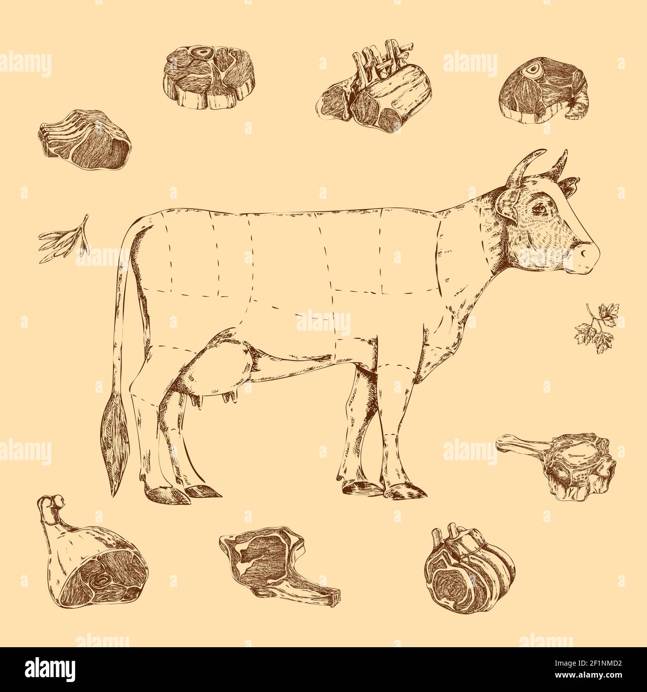 Meat hand drawn scheme of butchering beef with cow and herbs letterings ...
