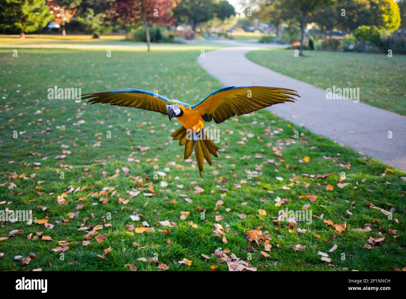 Mikey macaw hi-res stock photography and images - Alamy