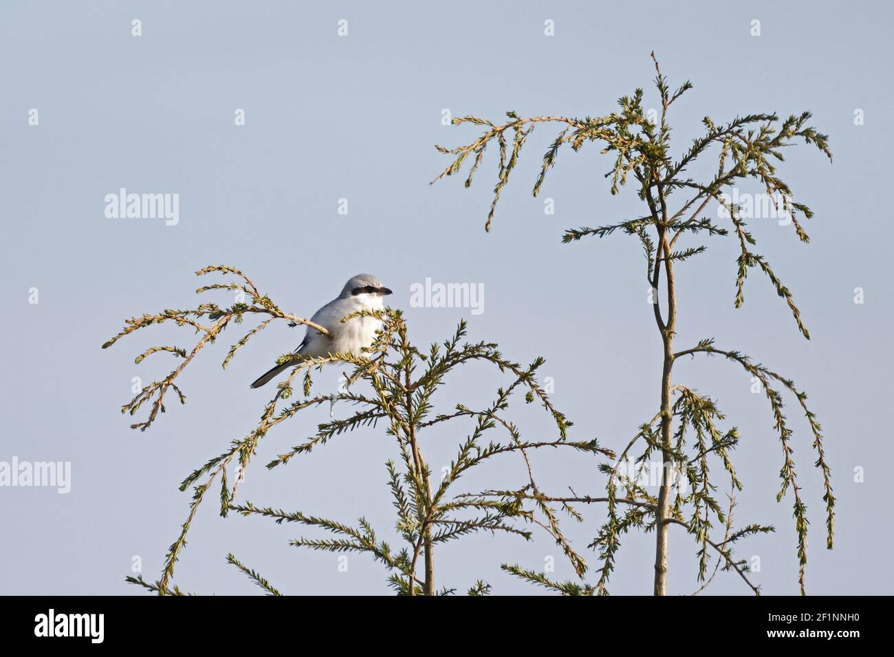 Great Grey Shrike Forest of Dean UK Stock Photo - Alamy