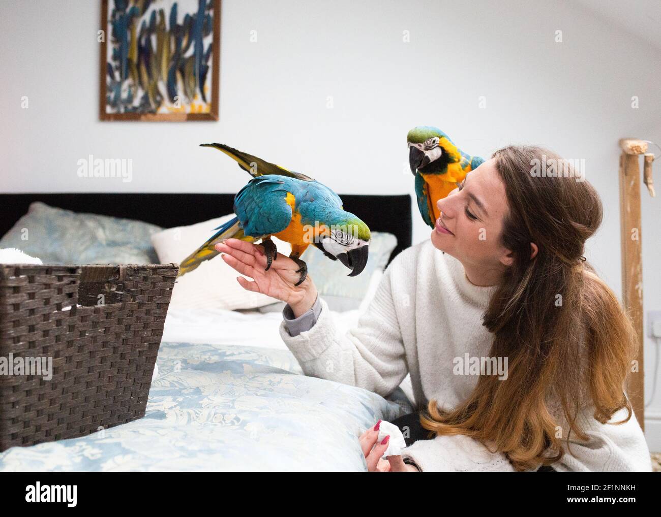 Mikey (left) and Mia (right) the pet Macaws play with owner Claire ...