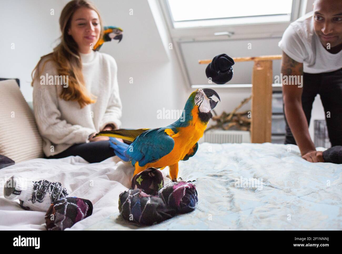 Mikey the pet Macaw helps sort washing at his home. Claire Atallah and ...