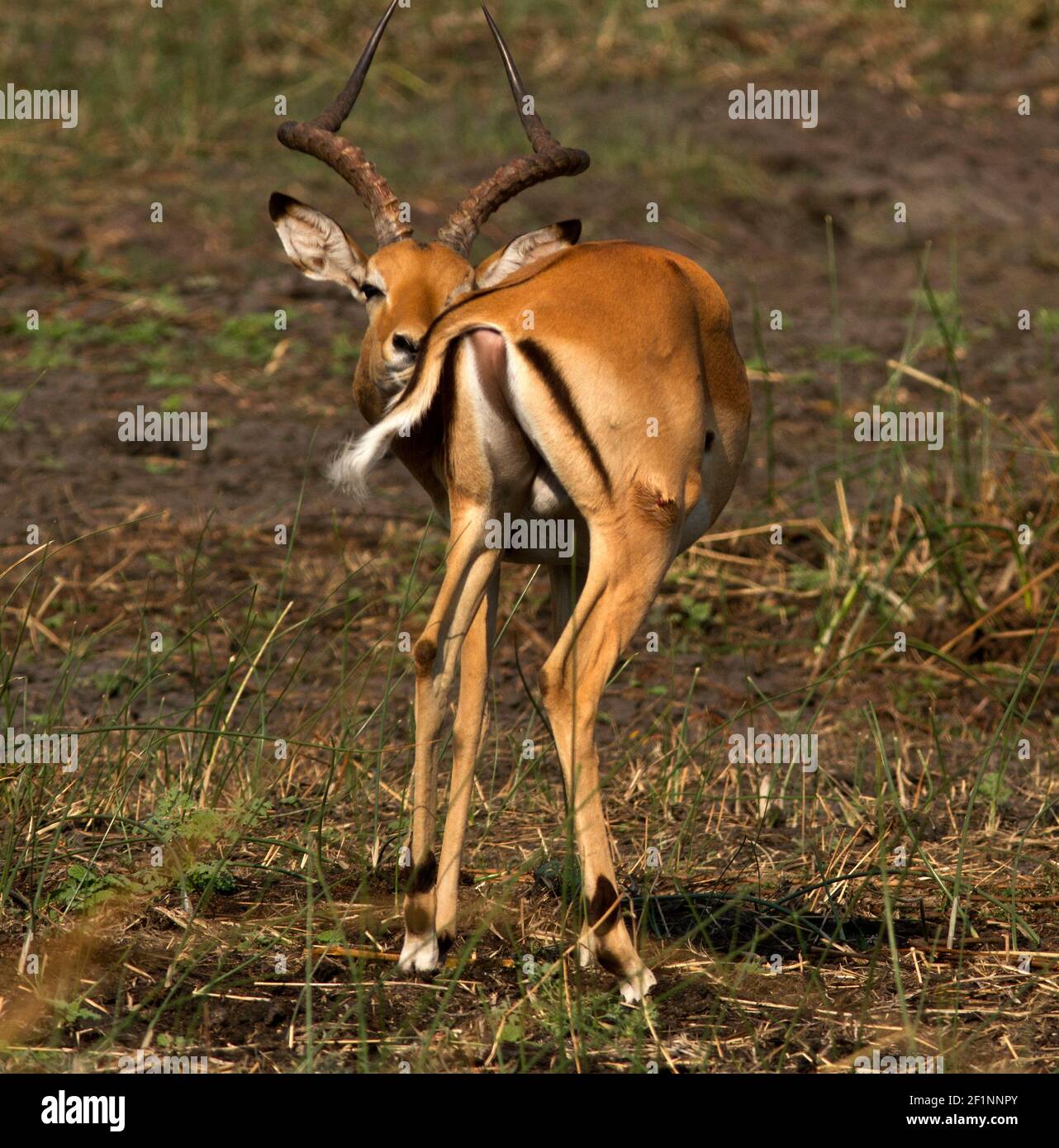 An mature Impala ram grooms himself showing the distinctive rump ...