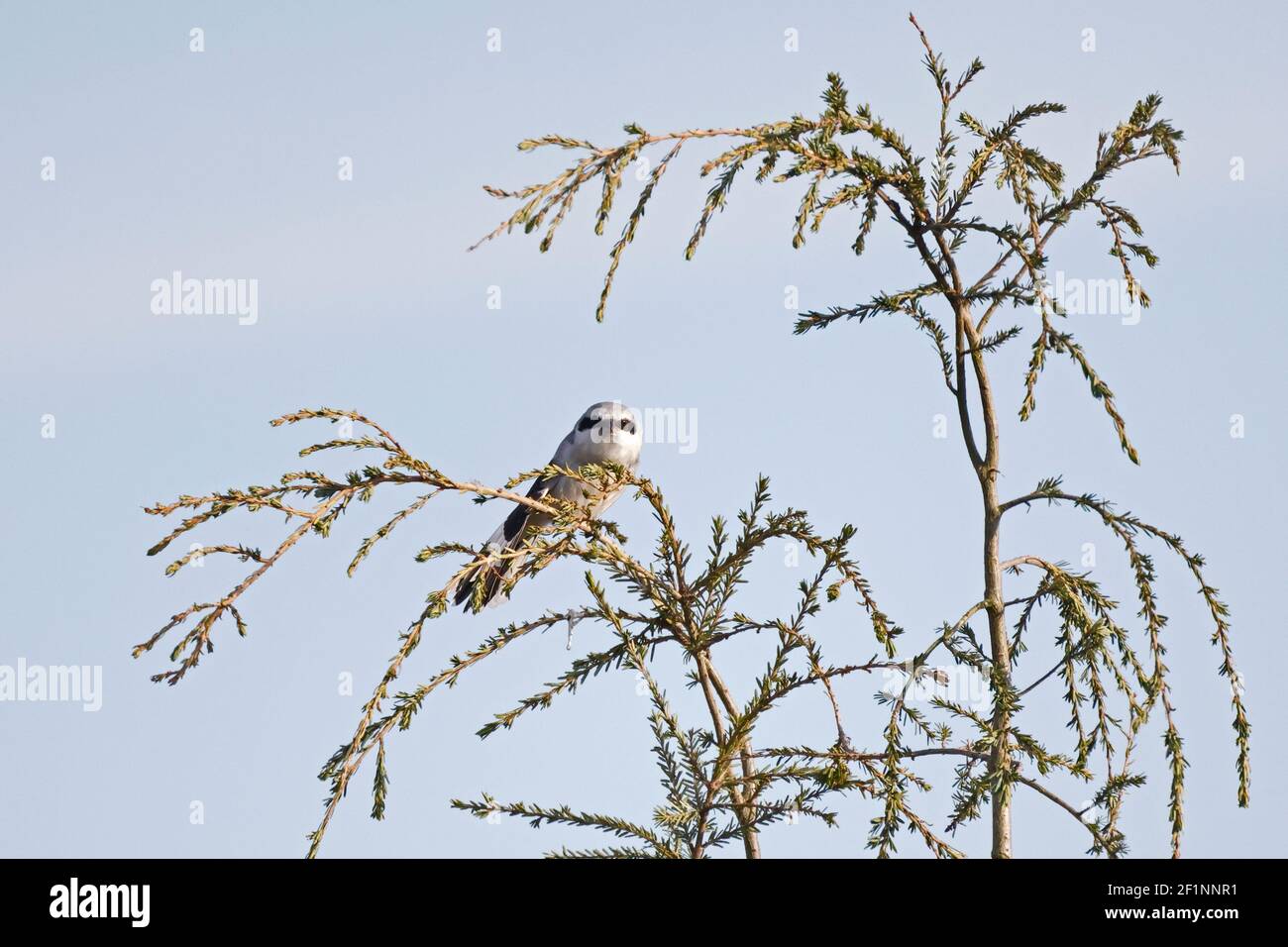 Grey shrike uk hi-res stock photography and images - Alamy