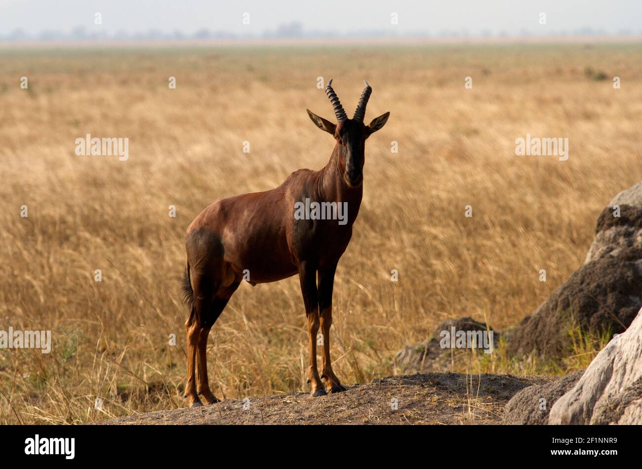 A Topi bull displays out in the open in his territory. The lek is the ...
