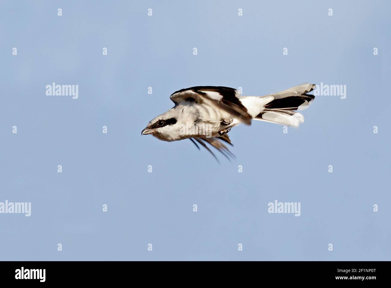 Grey shrike uk hi-res stock photography and images - Alamy