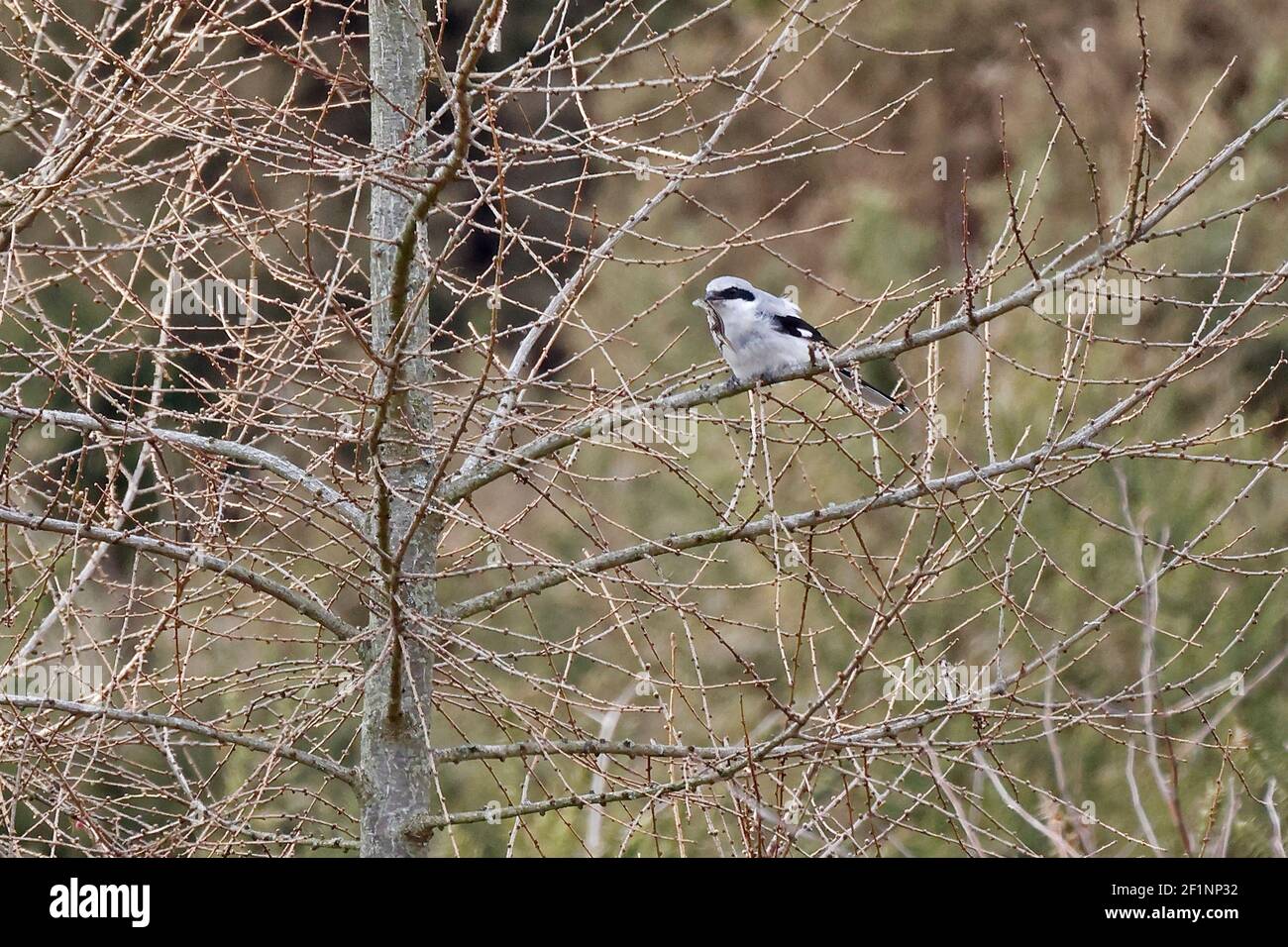 Grey shrike uk hi-res stock photography and images - Alamy