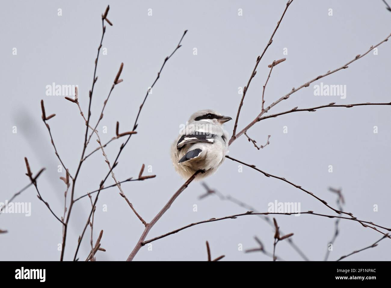 Great grey shrike uk hi-res stock photography and images - Alamy