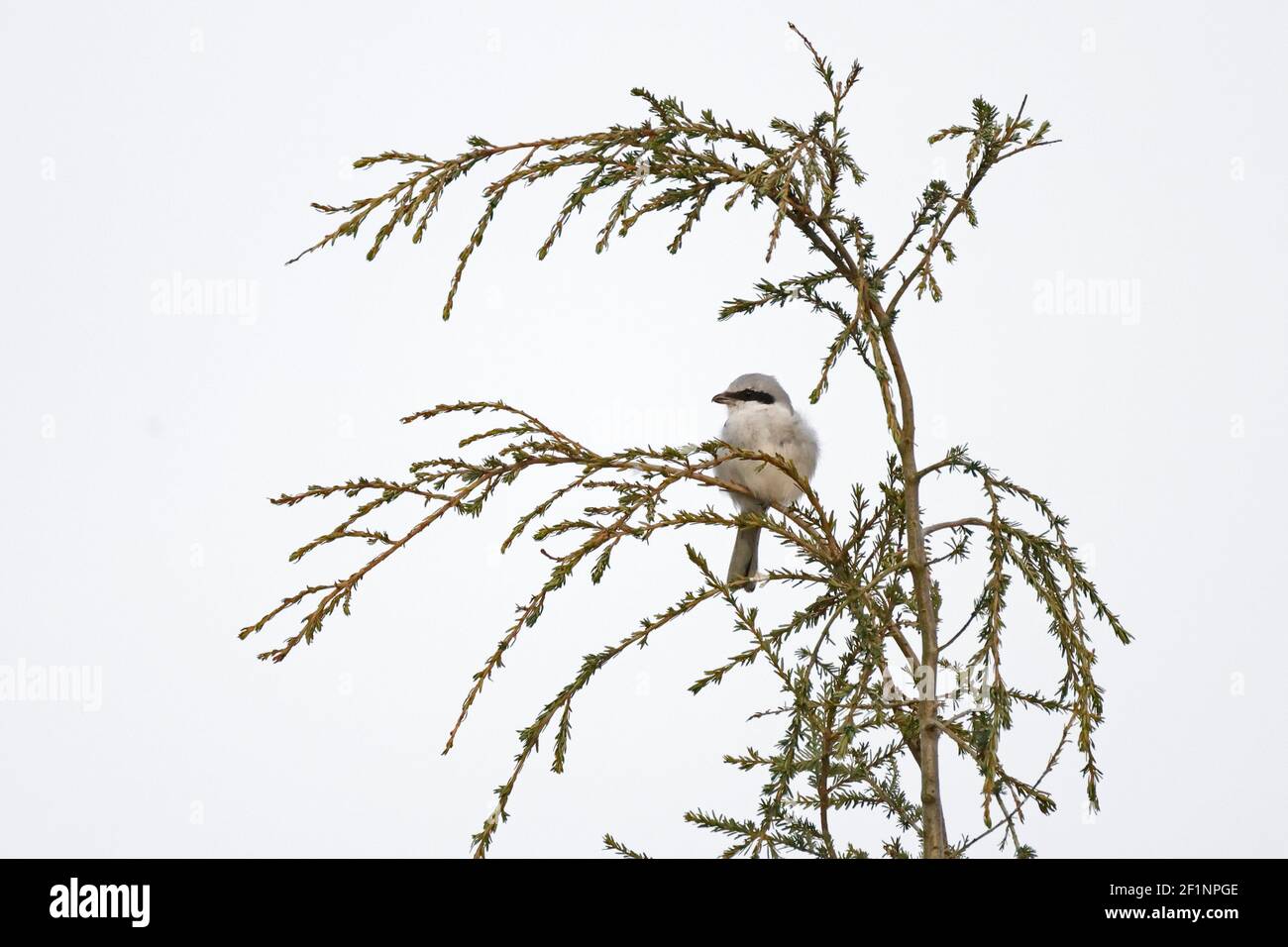 Great Grey Shrike Forest of Dean UK Stock Photo - Alamy